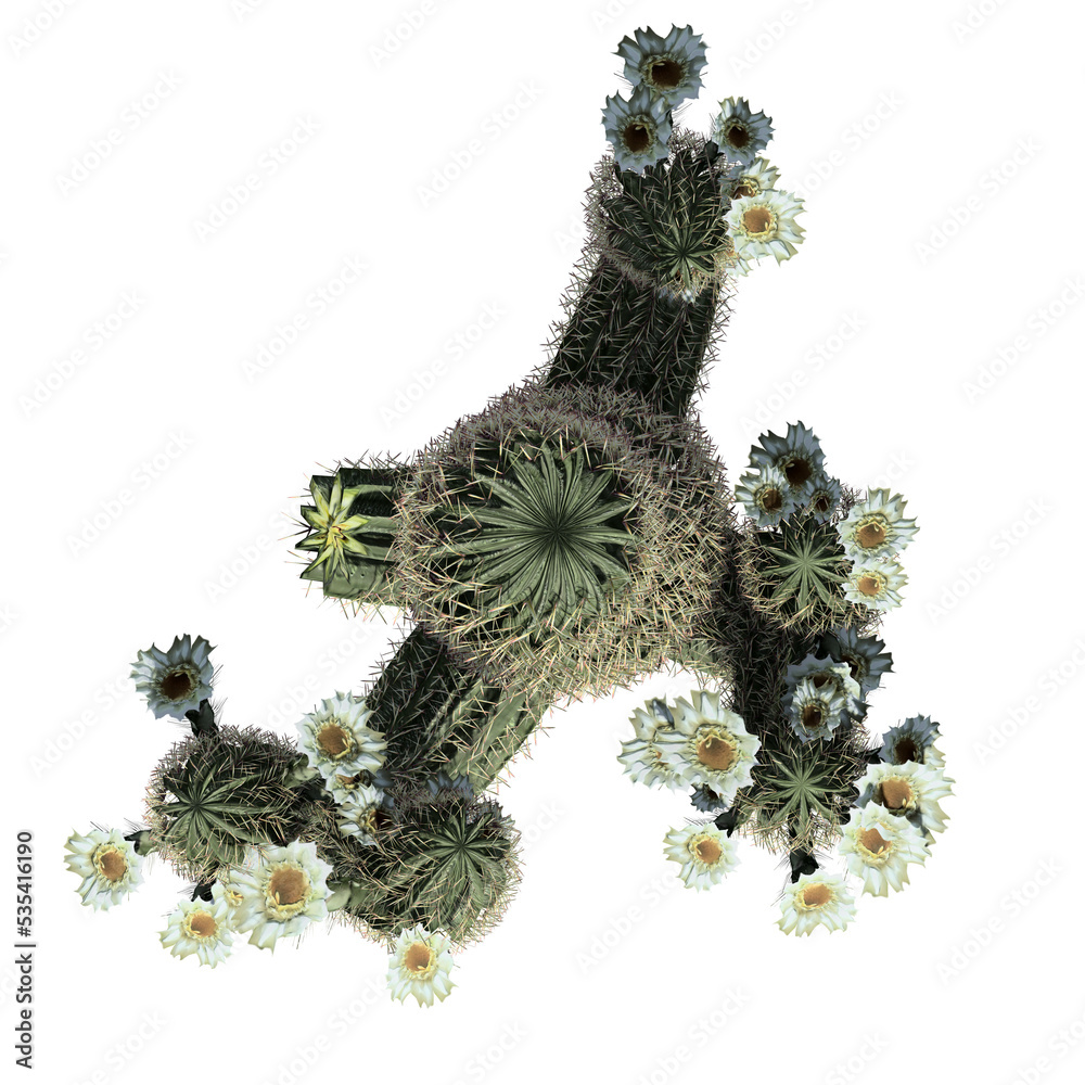 Saguaro Cactus Plant - Top View Stock Photo | Adobe Stock