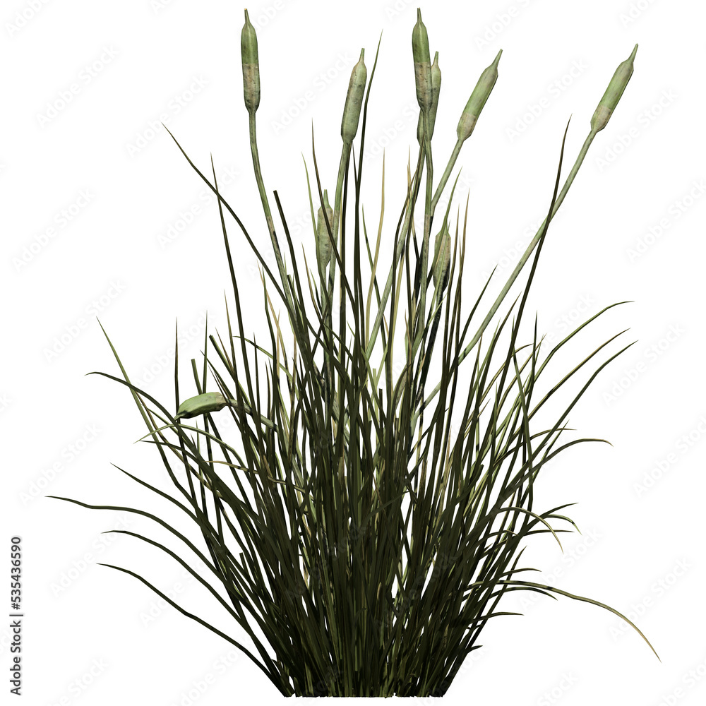 Cattail Plant - Front View Stock Photo | Adobe Stock