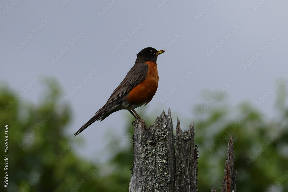 America Robin in Gaspesie Park, Nova Scotia Stock Photo | Adobe Stock