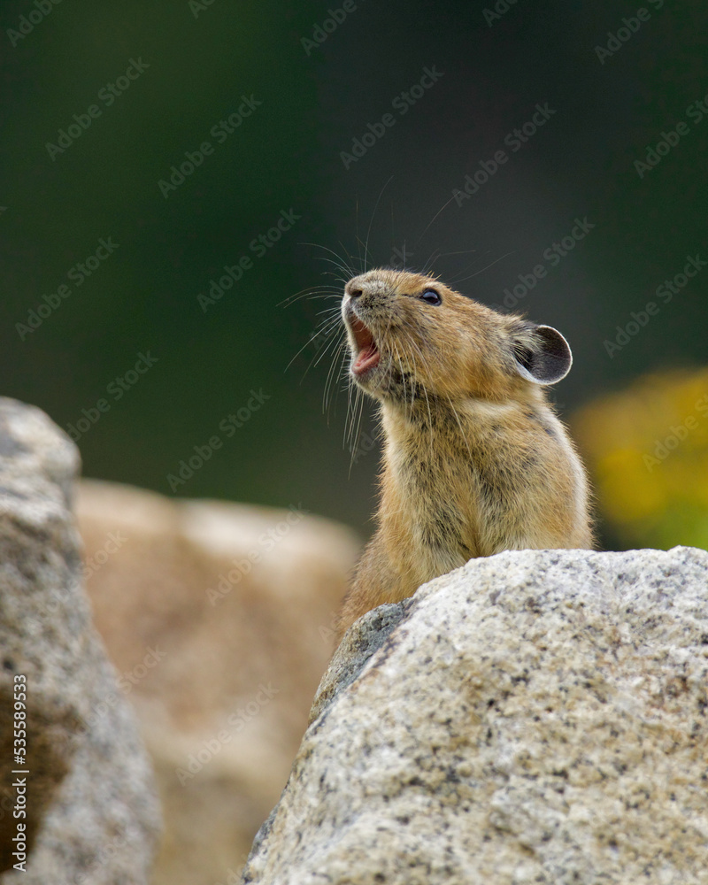 Pika calling out in rocky alpine habitat ... Pikas are a key Indicator ...