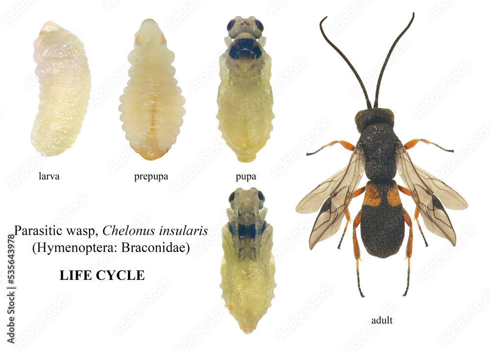 Parasitic wasp, Chelonus insularis (Hymenoptera: Braconidae) is a ...
