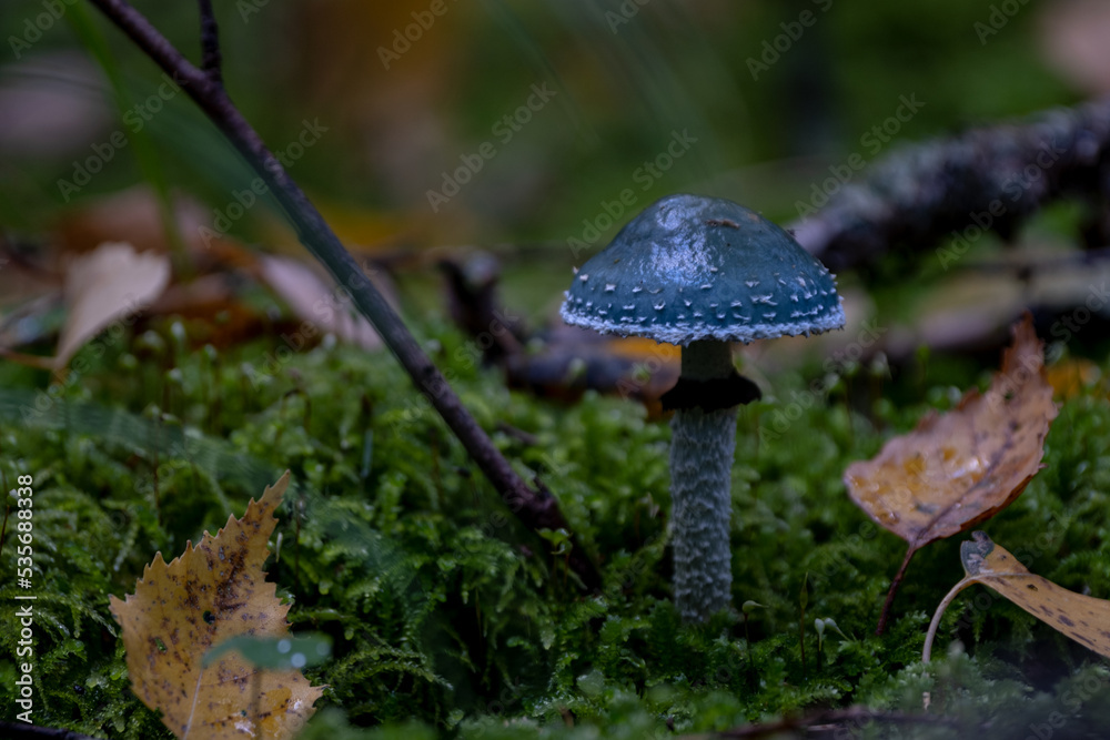 Stropharia aeruginosa commonly known as the verdigris agaric - amazing ...
