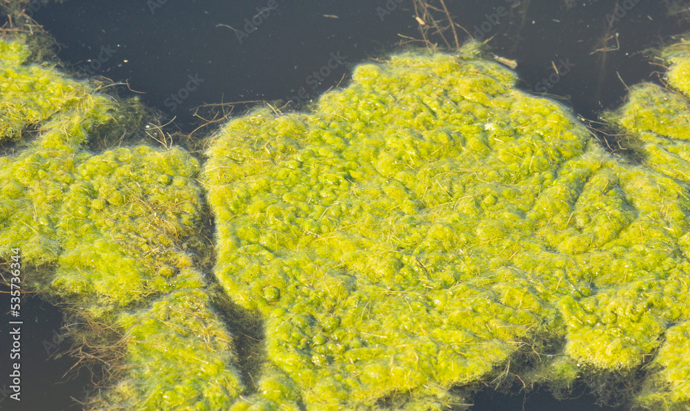 algae on the water. Algae floating in a dense mass in reservoirs with ...