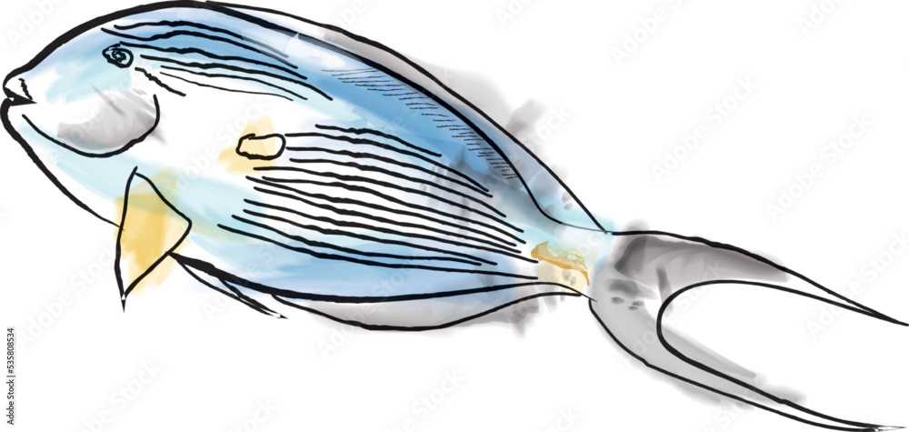 Surgeon fish watercolor vector, red sea species illustration Stock ...