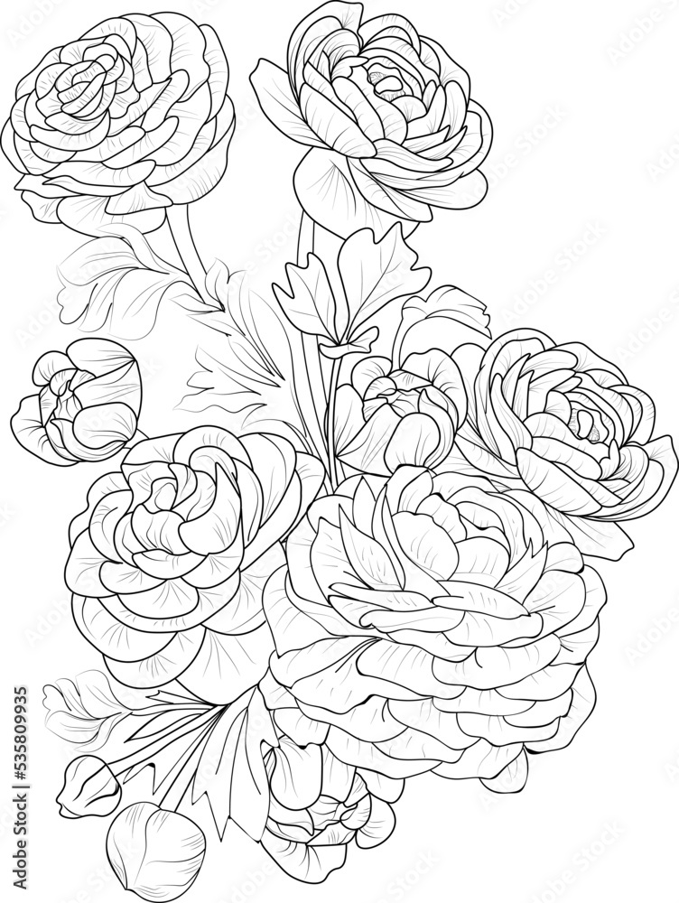 ranunculus flower drawing, vector illustration Vintage design elements ...