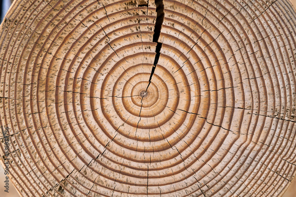 Cross section of tree stump Stock Photo | Adobe Stock