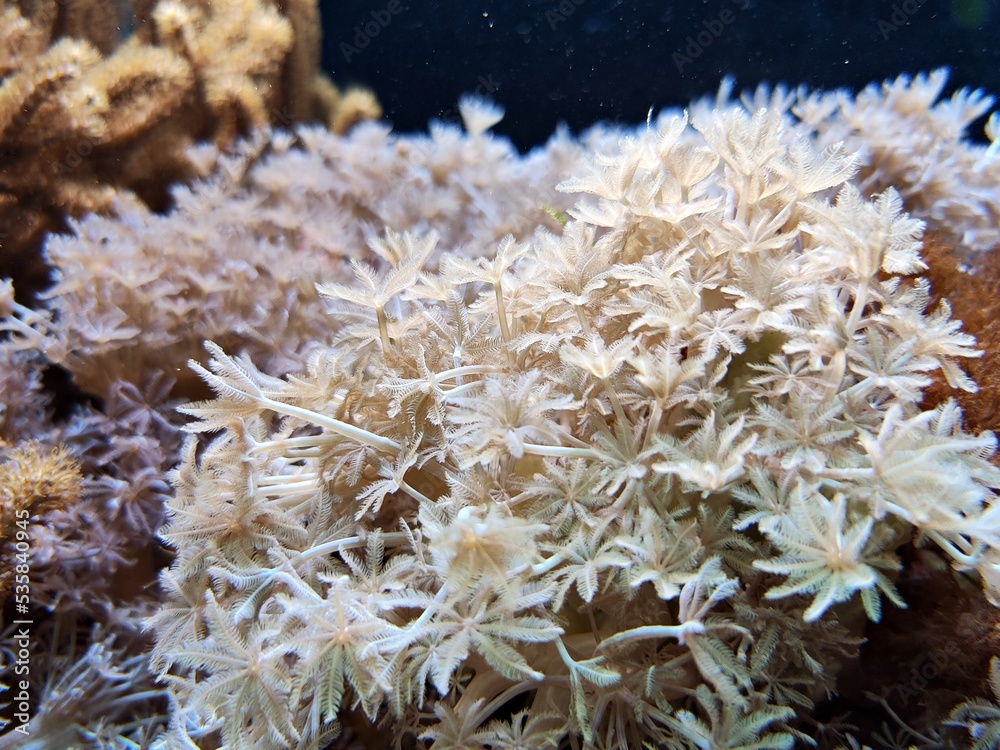 Stock-Foto „Fish Tanks at the Haus des Meeres - Aqua Terra Zoo in ...