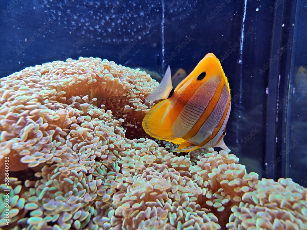 Fish Tanks at the Haus des Meeres - Aqua Terra Zoo in Vienna - An ...