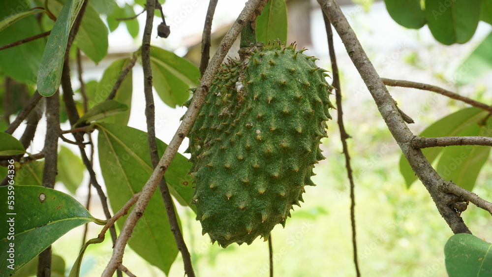Soursop guanabana graviola exotic fruit hanging from tree country life ...