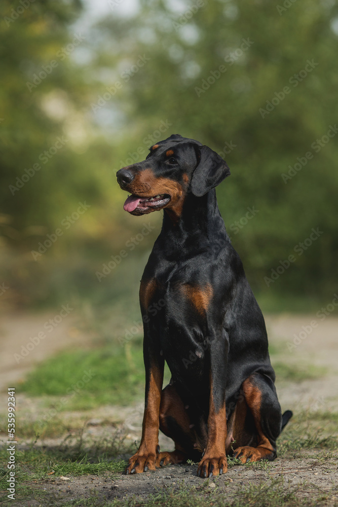adult dog doberman pinscher portrait with floppy ears Stock Photo ...