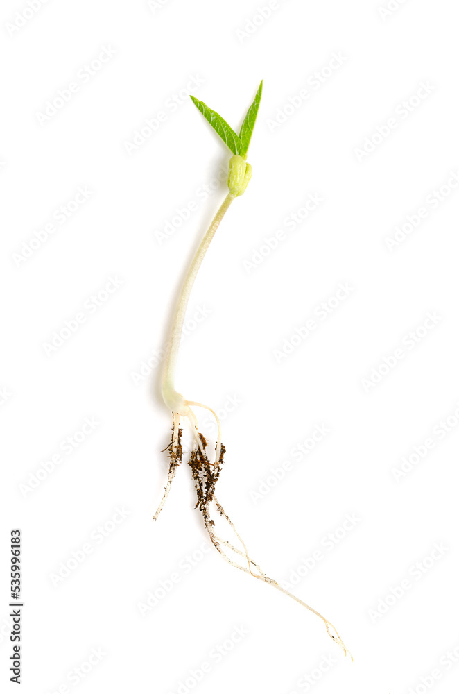 Foto de Stock Mung bean seedling close up from above. Dicotyledon ...