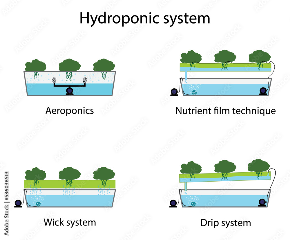 illustration of biology, Hydroponic system, Cultivation of plants ...