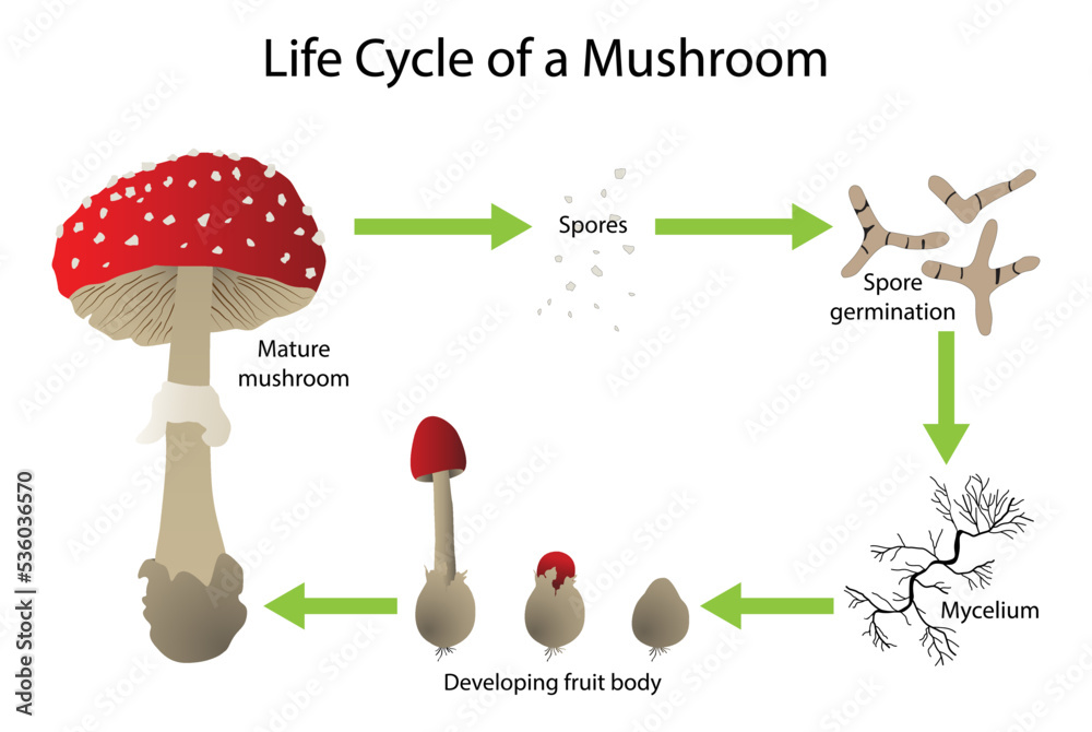 illustration of biology, Mushroom Anatomy and the Mushroom Life Cycle ...