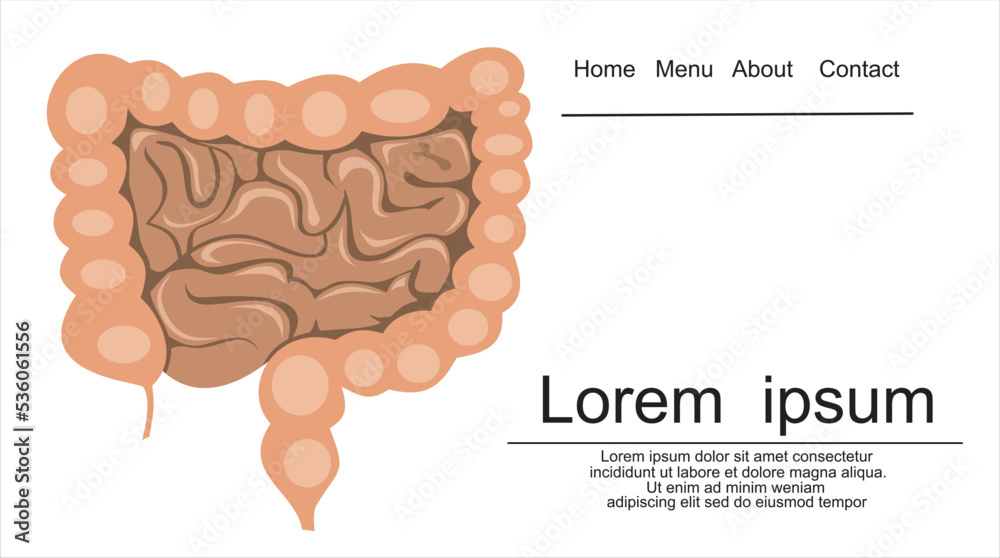 Human intestines in digestive system infographic. Large and small ...
