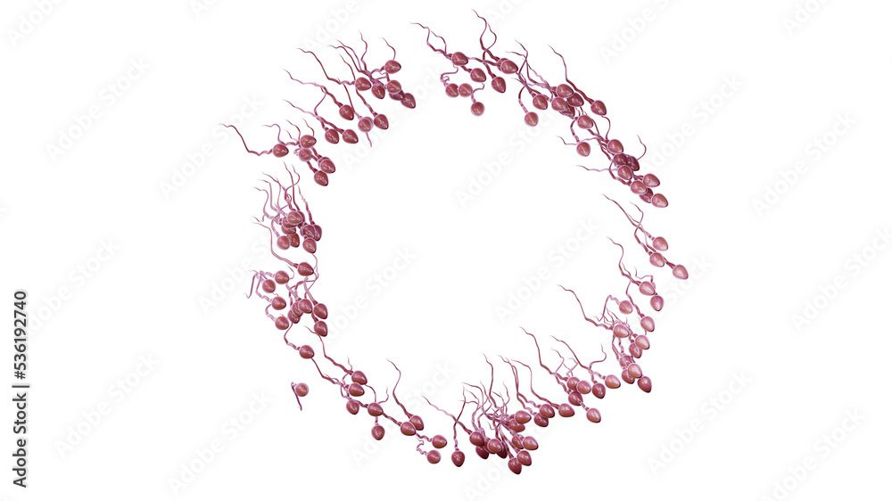 Sperm cells flow, 3d render. Sperm, isolated on a white background ...