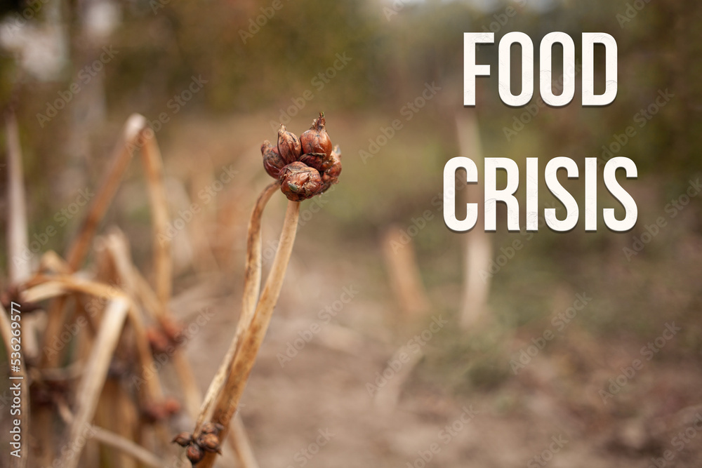 Bad harvest, Dried onions, rotten vegetables, drought. concept of world ...