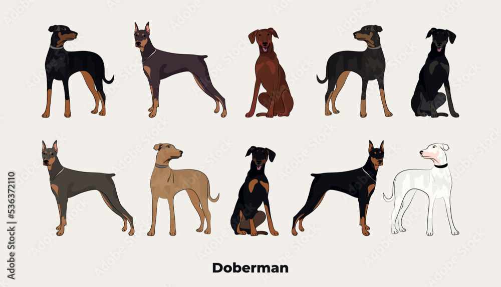 Medium-large breed, Dobermann dog pedigree drawing. Cute dog characters ...