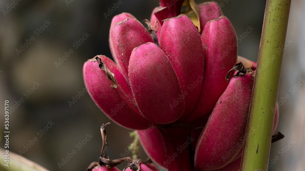Fotografie Ensete ventricosum, commonly known as enset or ensete ...