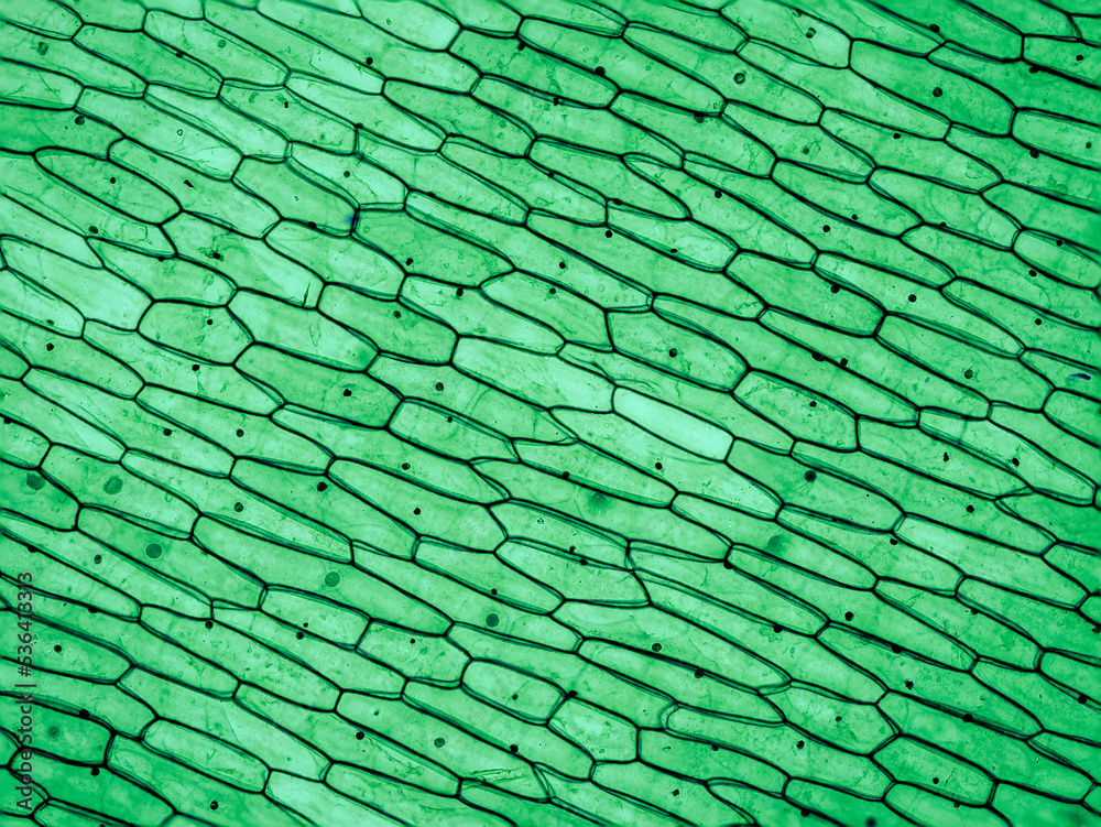 Onion Under A Microscope