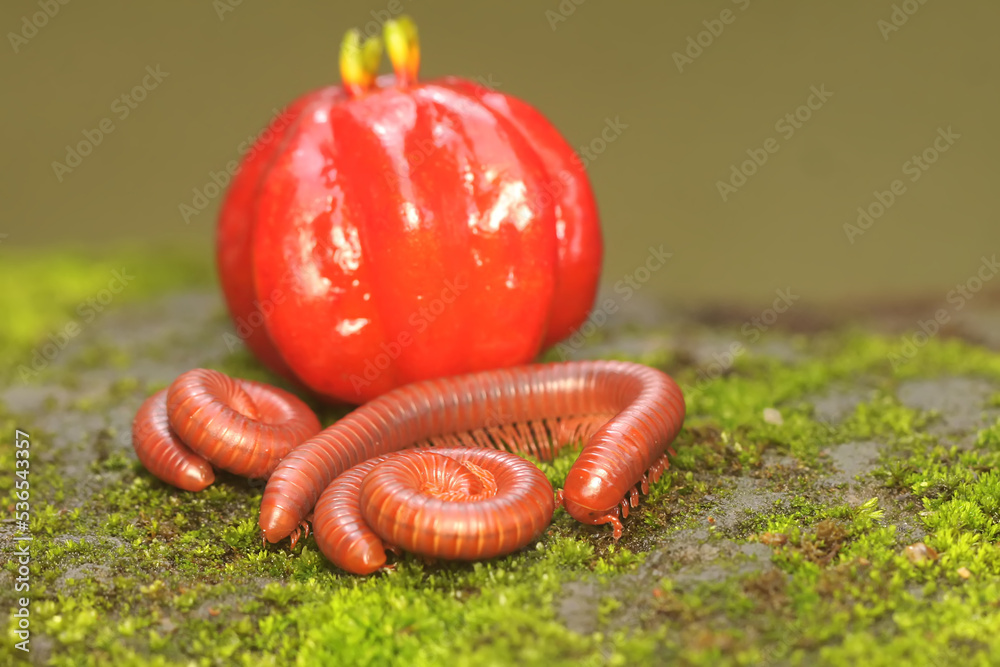 Three rusty millipedes were coiling themselves on a rock overgrown with ...