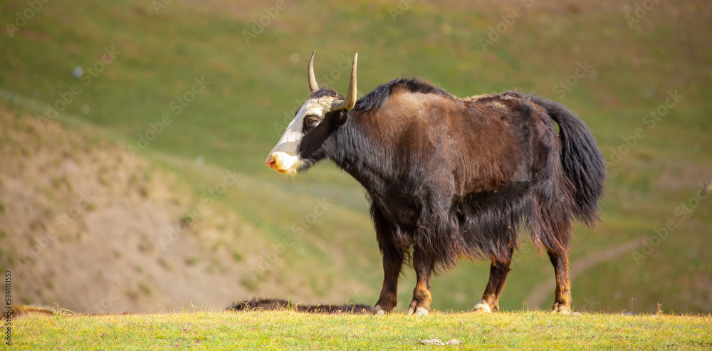 A herd of yaks graze in the mountains. Himalayan big yak in a beautiful ...