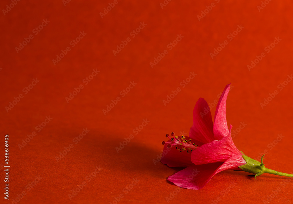 Photo of red china rose or hibiscus flower taken against red background ...