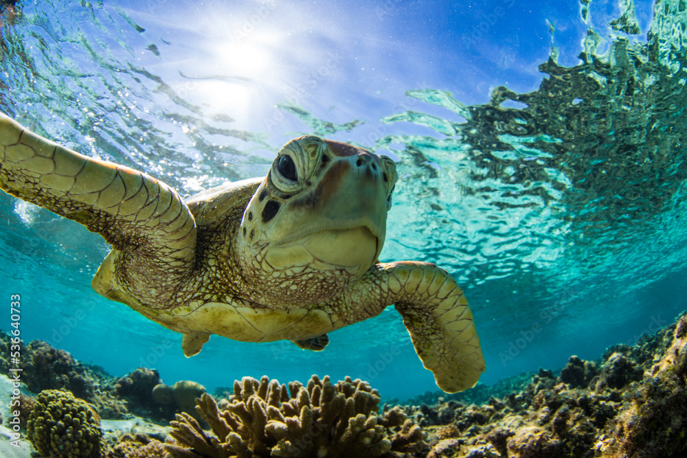 Green Sea Turtle swimming in the crystal clear lagoon at Lady Elliot ...