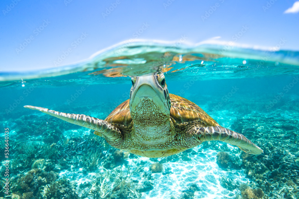 Green Sea Turtle swimming in the crystal clear lagoon at Lady Elliot ...