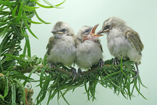 White Vented Bulbul Free Stock Photo - Public Domain Pictures