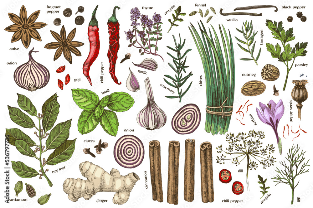 Hand drawn culinary set of fresh spice Stock Vector | Adobe Stock