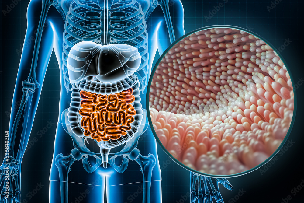 Stock-Illustration „Human digestive system and gastrointestinal tract ...