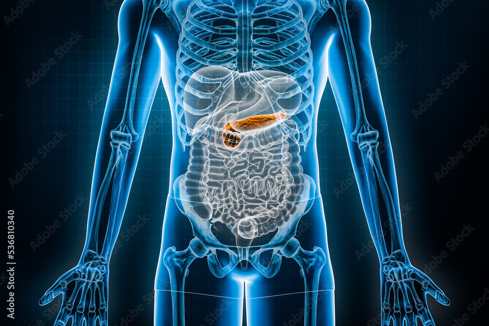 Pancreas 3D rendering illustration. Anterior or front view of the human ...