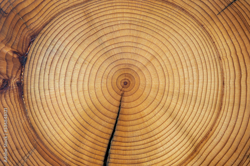 Cross-section of a cedar wood showing concentric growth rings and ...