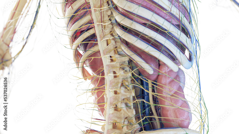 3d rendered medical illustration of the posterior anatomy of the thorax ...