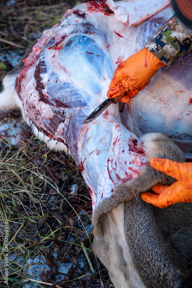 Hunter skins and field dresses a deer, using a knife. Quartering the ...