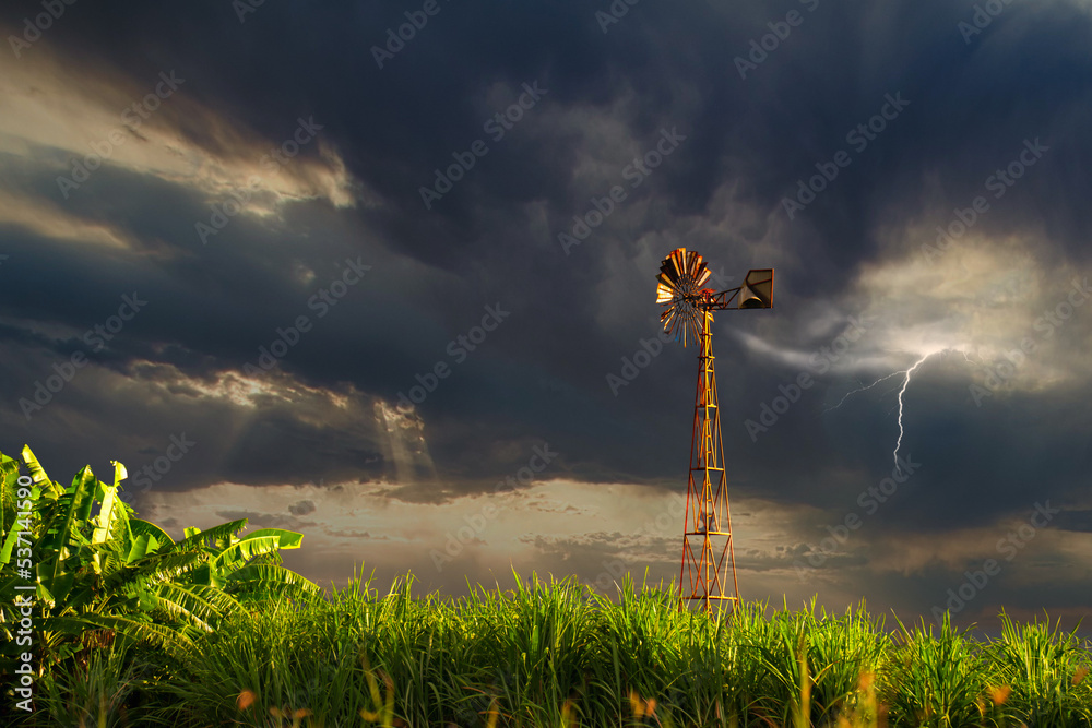 sugar cane plantation with old windmill background, Sugarcane fields in ...