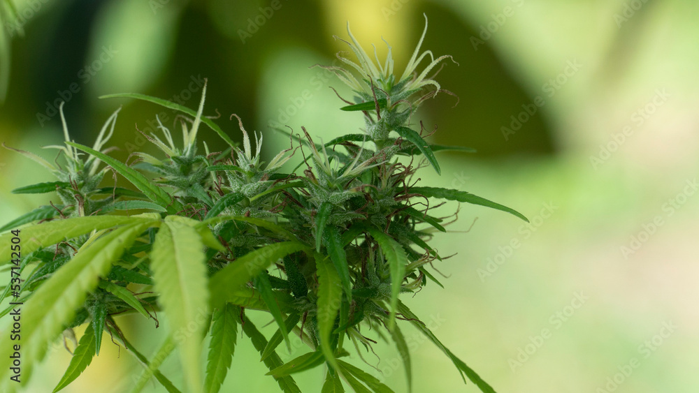 Cannabis flower green color. Flowers that look like clusters of canopy ...