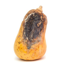 Deformed Pumpkin Free Stock Photo - Public Domain Pictures