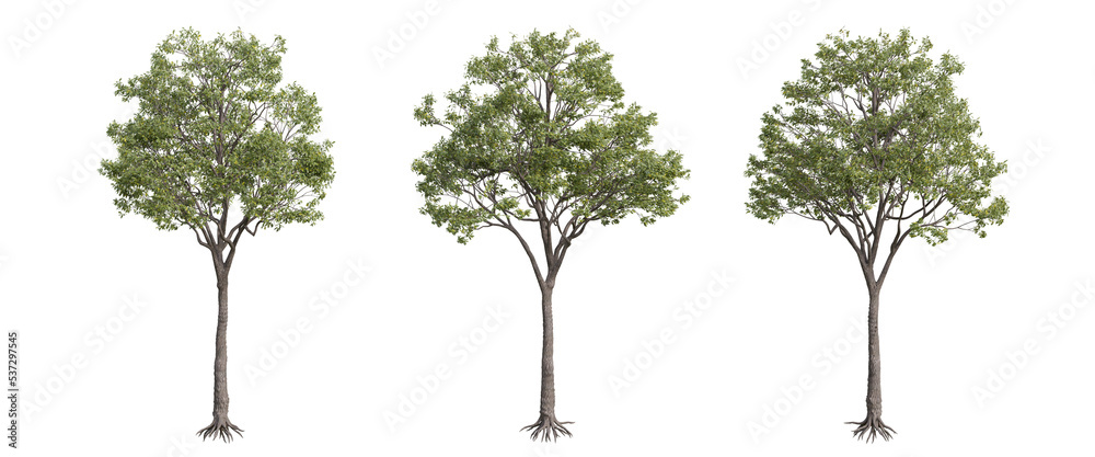 tree isolated on transparent background , tree 3d render 素材庫插圖 | Adobe Stock