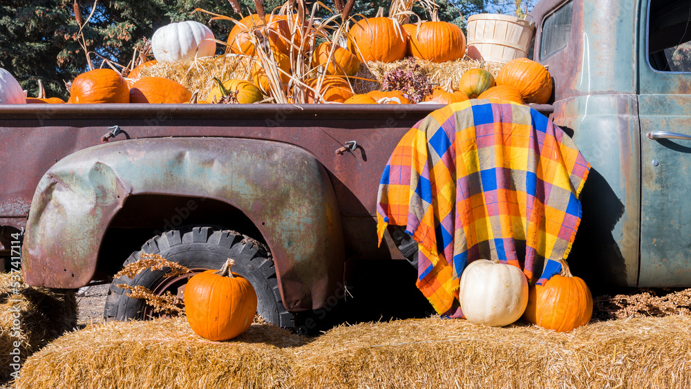 Pumpkin patch display in a vintage pick up truck. Thanksgiving and ...