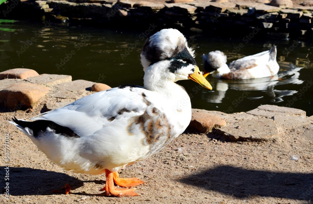 The Crested is a breed of domestic duck.It has its appearance because ...