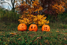 Pumpkins Free Stock Photo - Public Domain Pictures