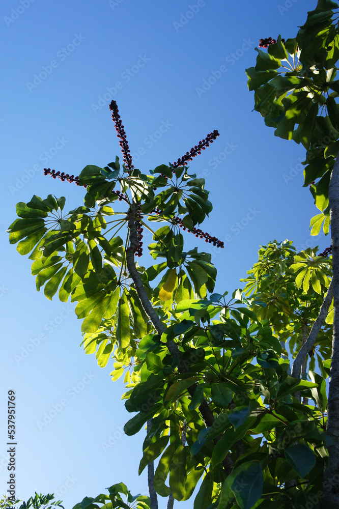 Schefflera.Australian umbrella tree with purple fruits against a blue ...