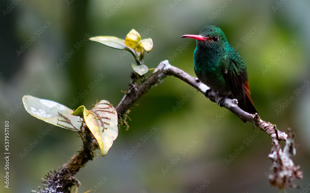 Colibríes de diversas especies pertenecientes al Chocó Andino de Mindo ...