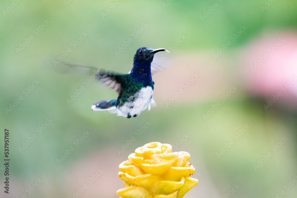 Colibríes de diversas especies pertenecientes al Chocó Andino de Mindo ...