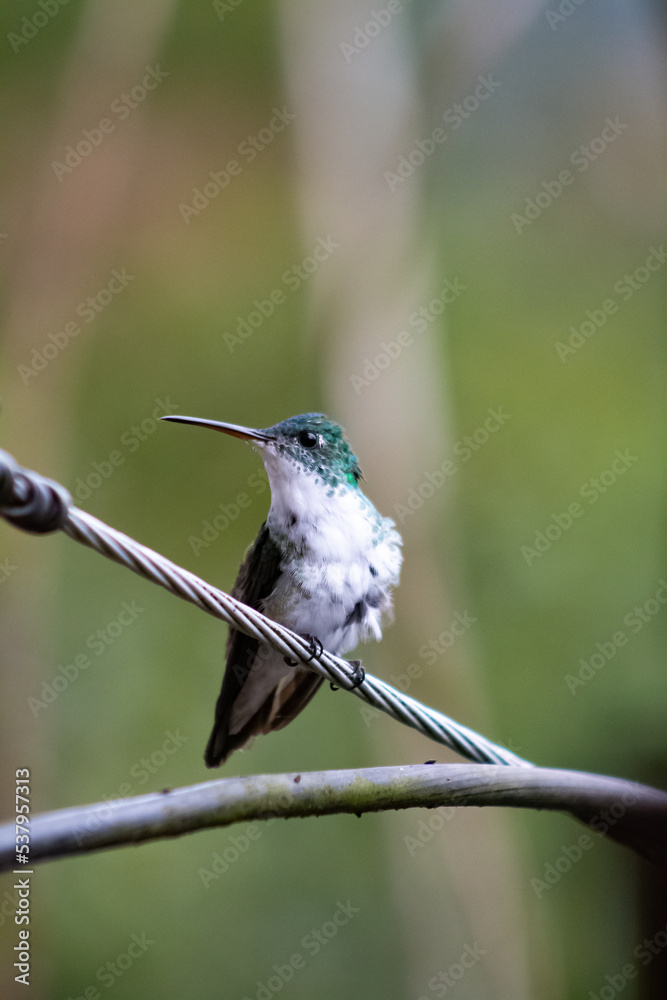 Colibríes de diversas especies pertenecientes al Chocó Andino de Mindo ...