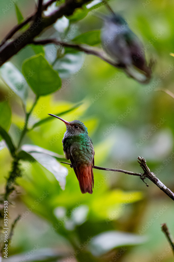 Colibríes de diversas especies pertenecientes al Chocó Andino de Mindo ...