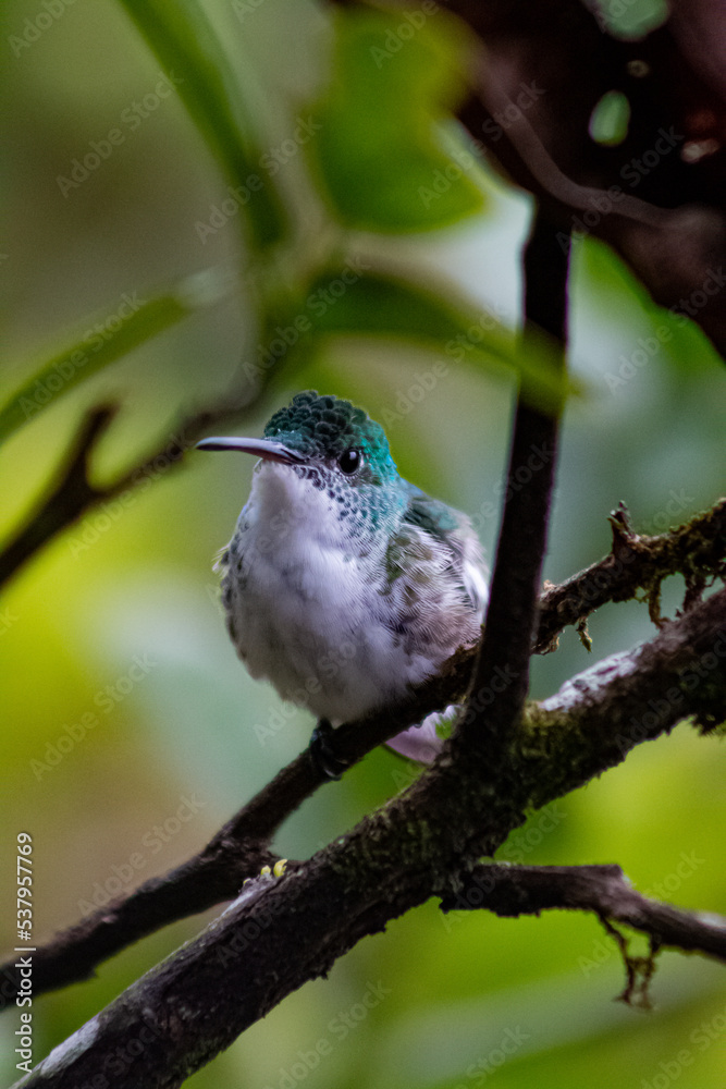 Colibríes de diversas especies pertenecientes al Chocó Andino de Mindo ...