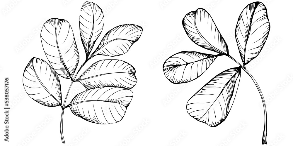 Carob sketch drawing illustration. Carob tree nature engraved style ...