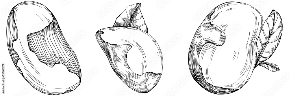 Brazilian nut or Brazil nut hand-drawn Vector Illustration isolated on ...